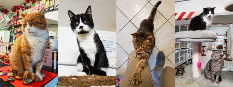 Rome Cat Sanctuary Ruins: Opening Hours & Interesting Facts
