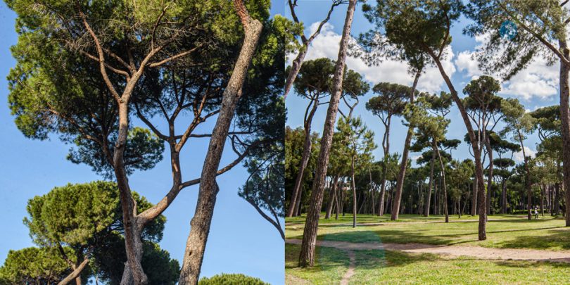 Umbrella Pine Trees in Rome Italy – Symbol of the Eternal City