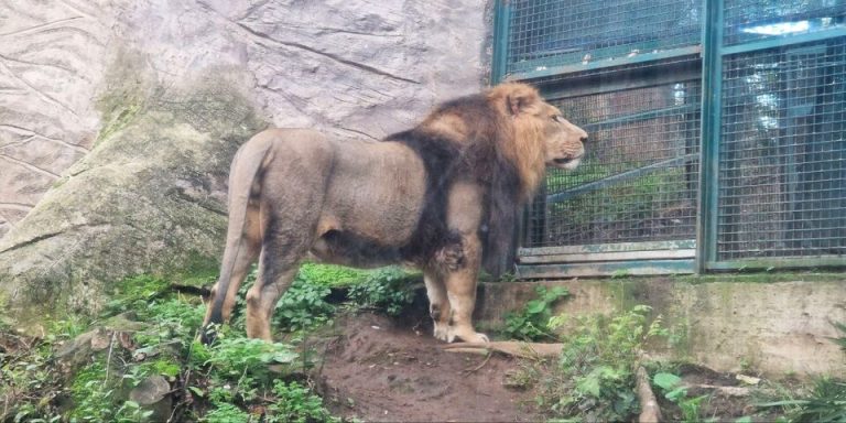 Bioparco di Roma — The Zoo of Rome