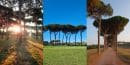 Umbrella Pine Trees in Rome Italy – Symbol of the Eternal City