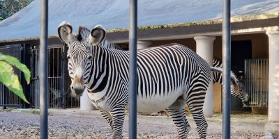 Bioparco di Roma — The Zoo of Rome